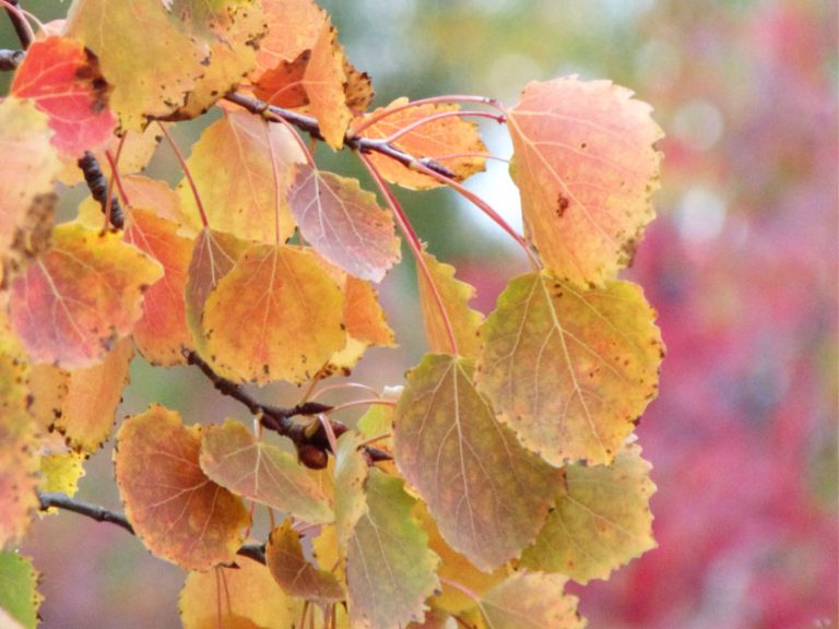 Celebrating Momijigari | Autumn at our Wire Work Studio